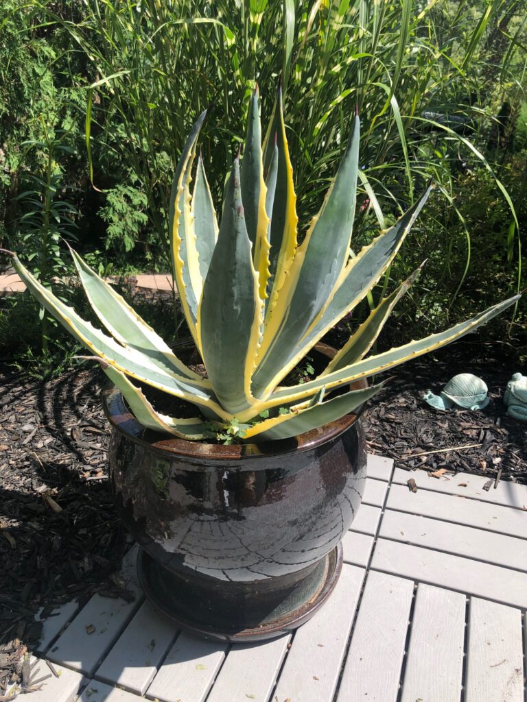 Agave Americana Yellow Edge | Variegated Agave For Sale
